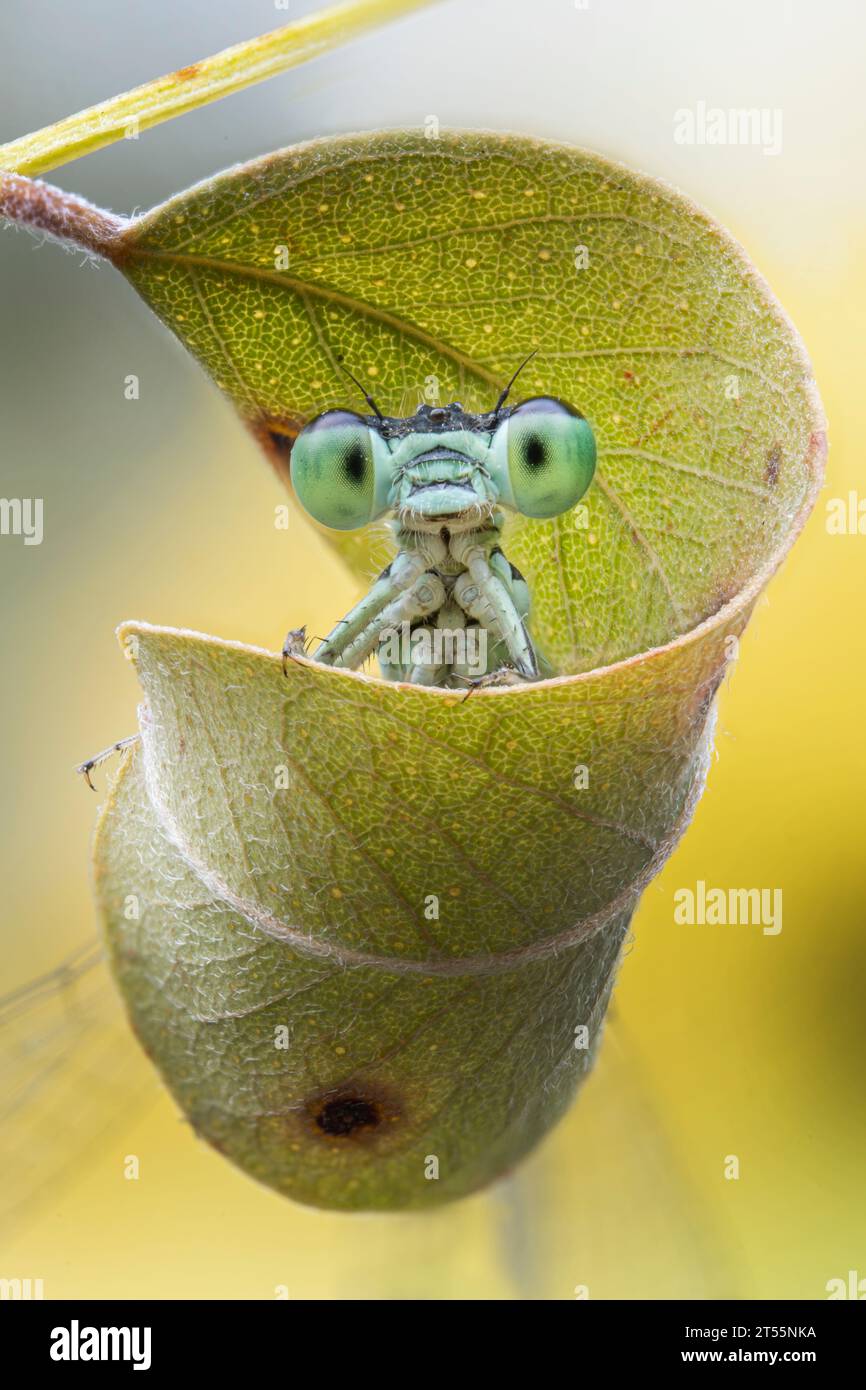 Damselfly on a leaf Stock Photo - Alamy