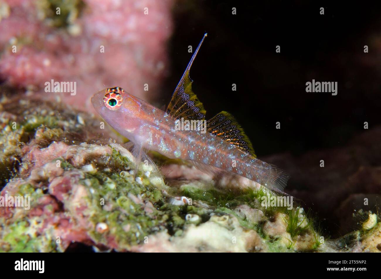 Dwarfgoby, (Eviota sp) with erect elongated fin, Mangroves dive site ...