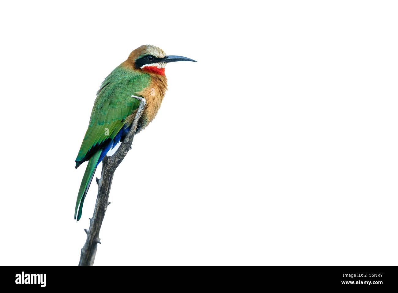 White fronted Bee eater (Merops bullockoides) standing on a branch ...