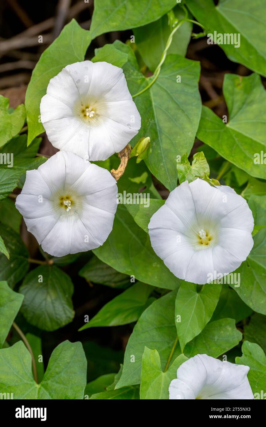 Hedge bindweed (Convolvulus sepium), Cotes-d'Armor, France Stock Photo ...