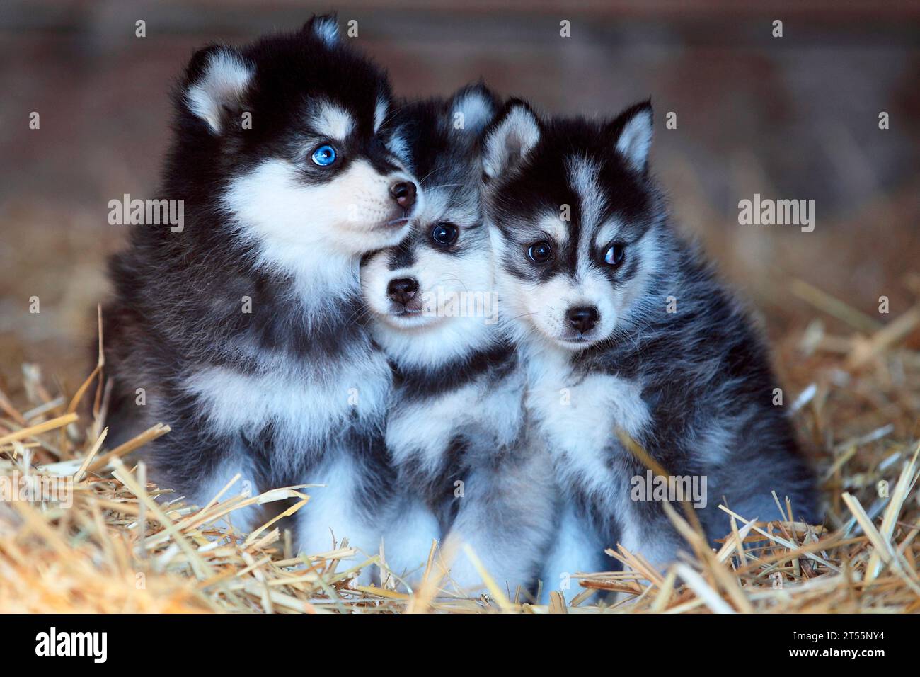 Pomsky puppies sitting in straw Stock Photo - Alamy