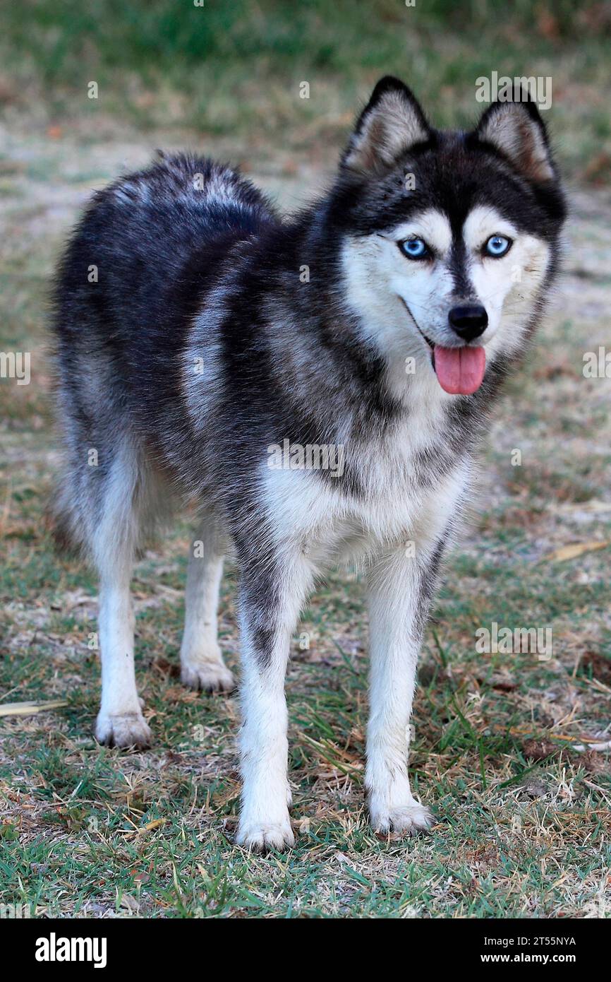 adult female pomsky dog standing in a garden Stock Photo - Alamy