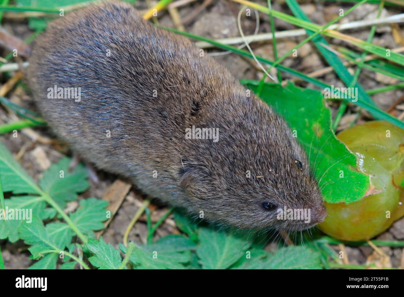Mediterranean Pine Vole (Microtus duodecimcostatus), Drome, France ...