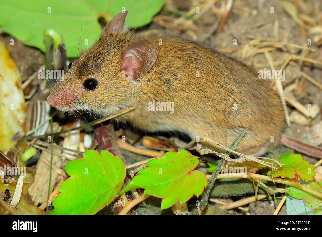 Western Mediterranean Mouse (Mus spretus), Drome, France Stock Photo ...