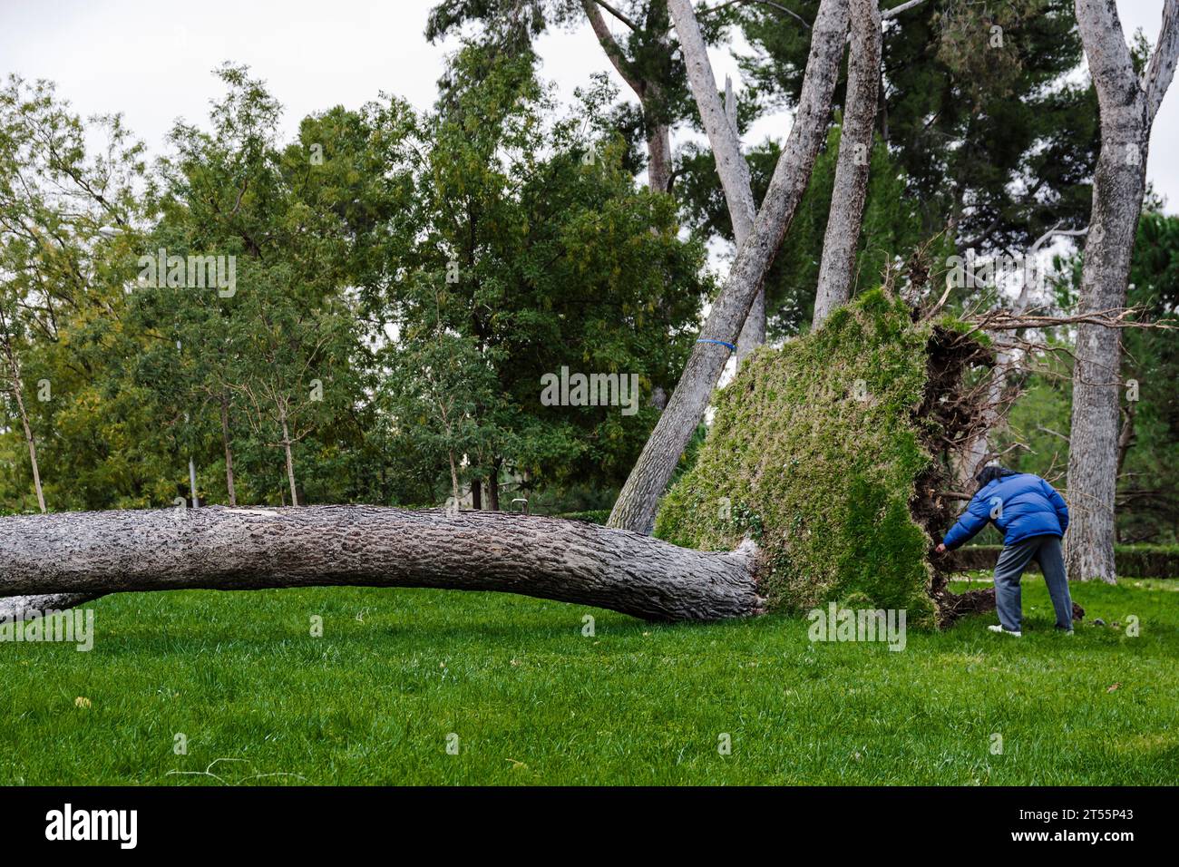 A fallen tree in the Parque del Oeste, on November 3, 2023, in Madrid ...