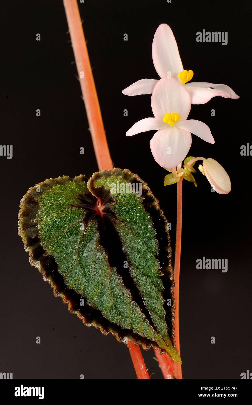Begonia (Begonia dinhdui), leaves and flowers. Species described in ...