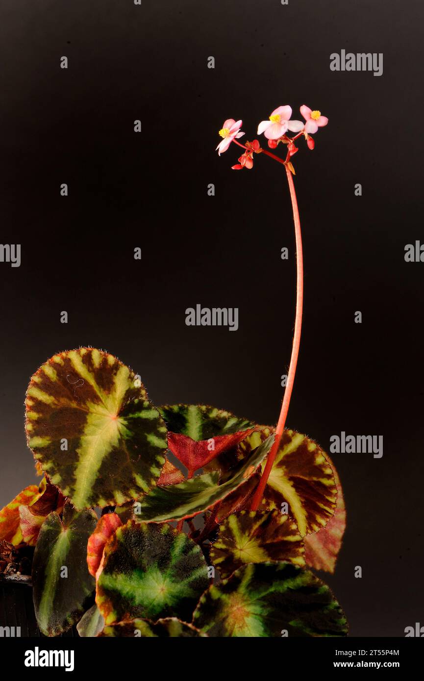 Begonia Cleopatra (Begonia cleopatrae), native to the Philippines and ...