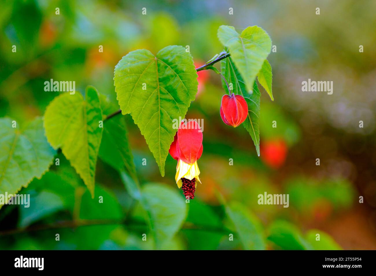 Trailing abutilon (Abutilon megapotanicum). Native to Brazil Stock ...