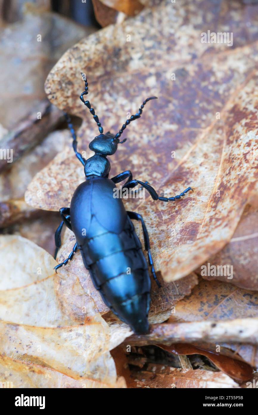 Oil beetle (Meloe violaceus) walking on dead leaves at evening in a forest, Auvergne, France ...