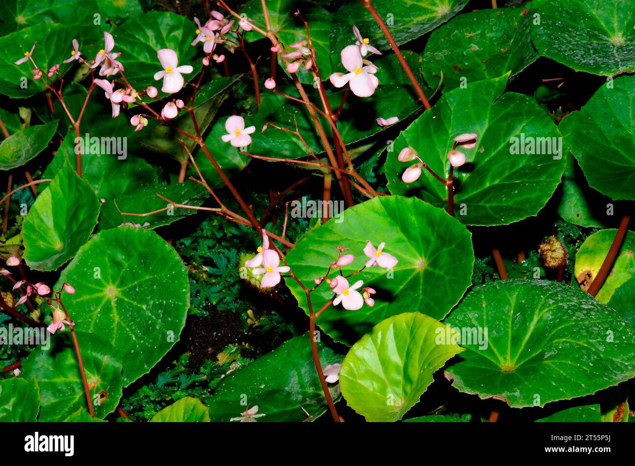 Begonia (Begonia hernandioides) native to the Philippines and described ...