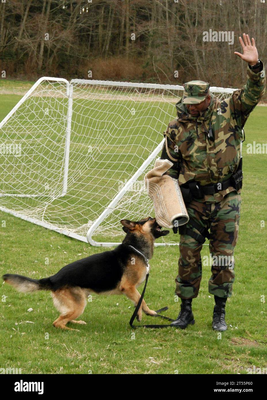K-9, military Working dogs, Oak Harbor, Wash., whidbey island Stock ...
