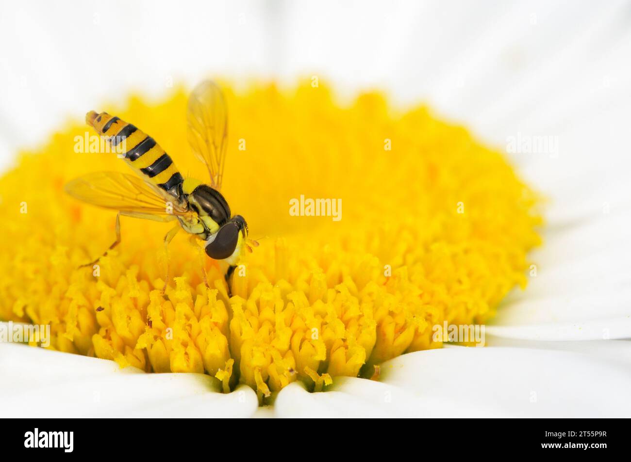 Female Hoverfly (Sphaerophoria scripta) on a Great Daisy (Leucanthemum ...