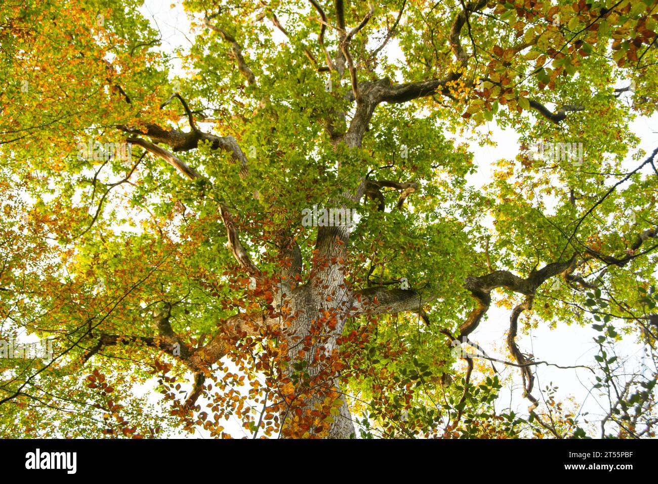 Branches and foliage of an old Durmast oak (Quercus petraea) seen from ...