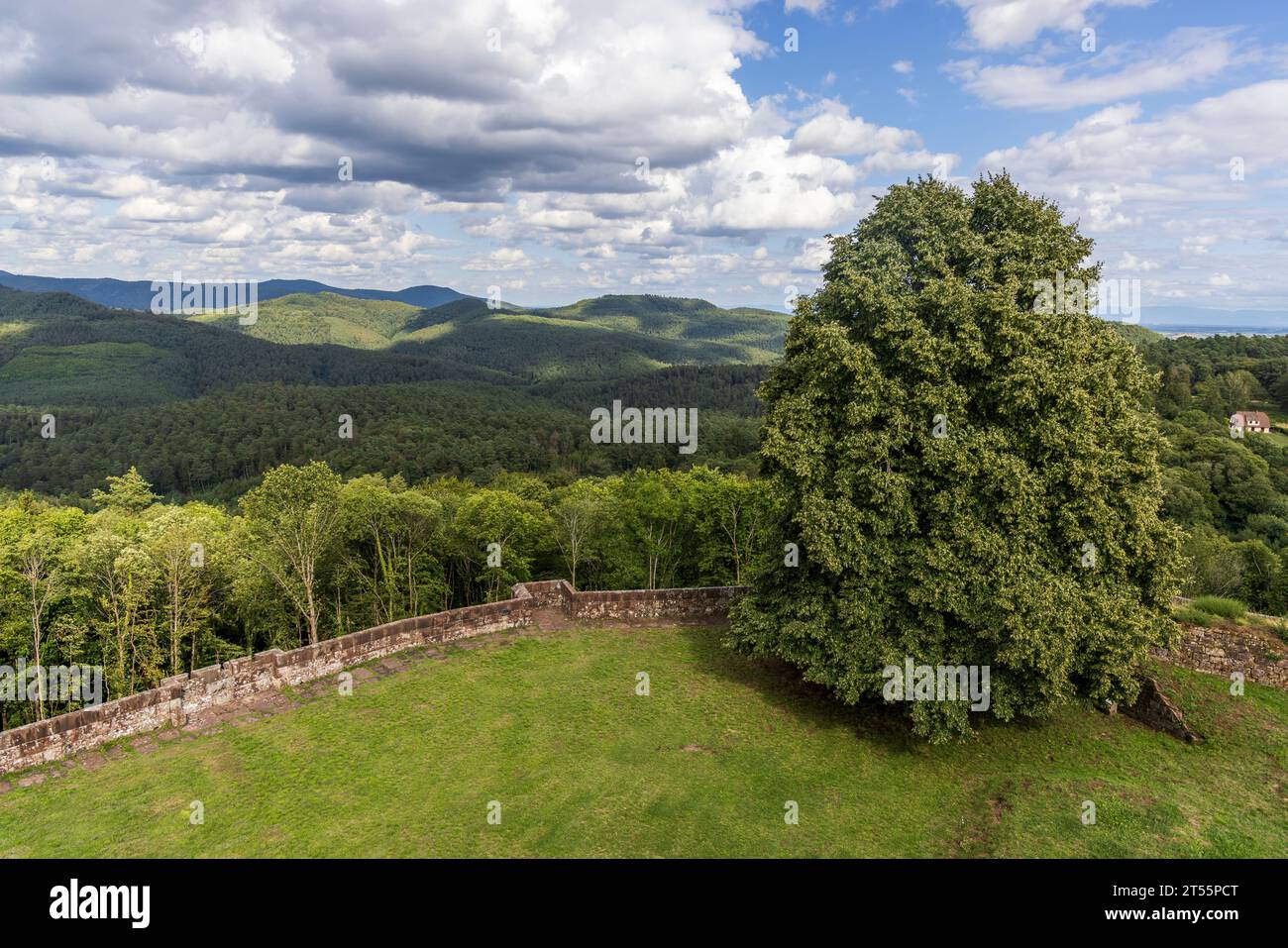 Large-leaf lindens (Tilia platyphyllos) at the Chateau de Lichtenberg ...