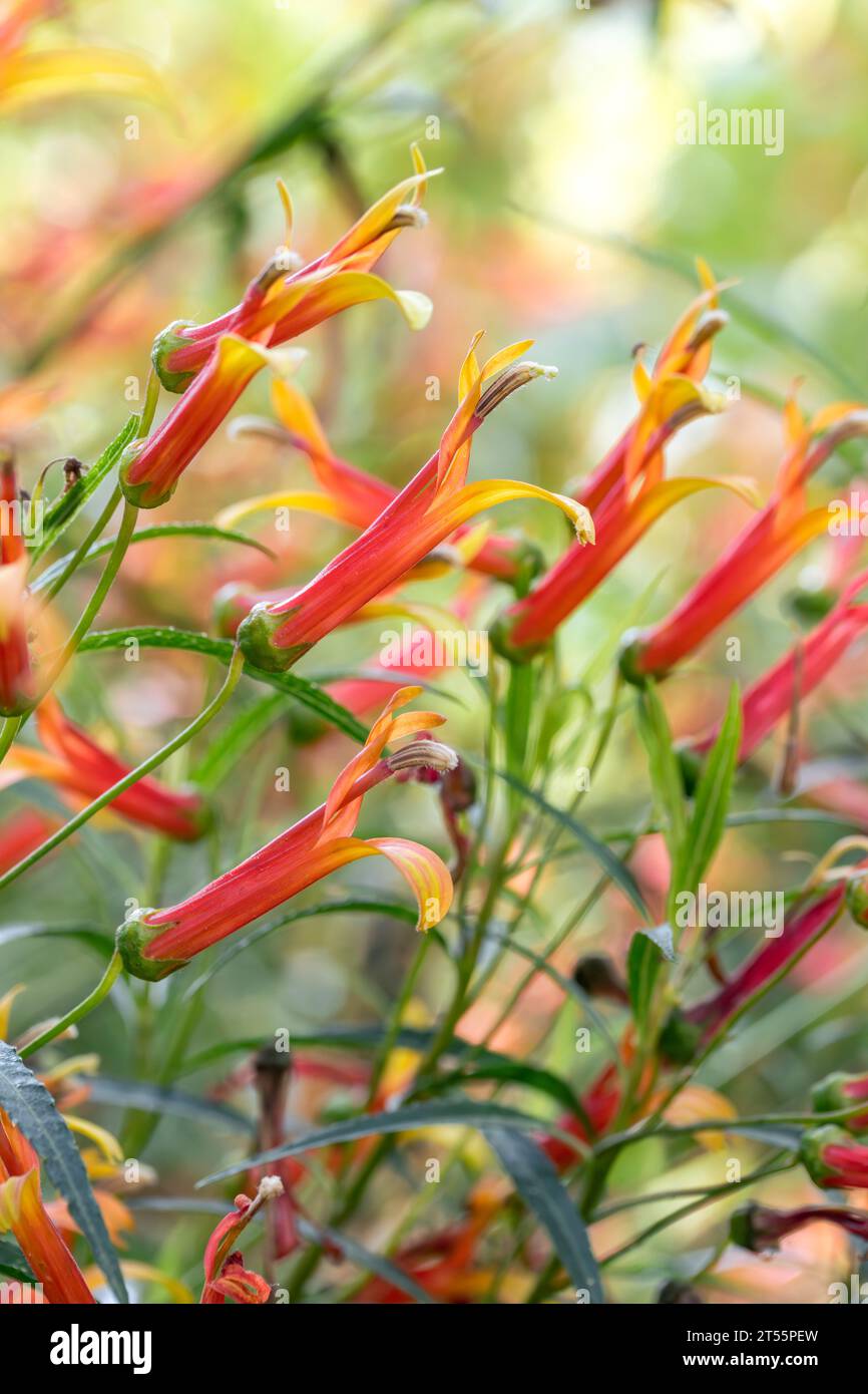 Mexican cardinal flower (Lobelia laxiflora var. angustifolia Stock ...