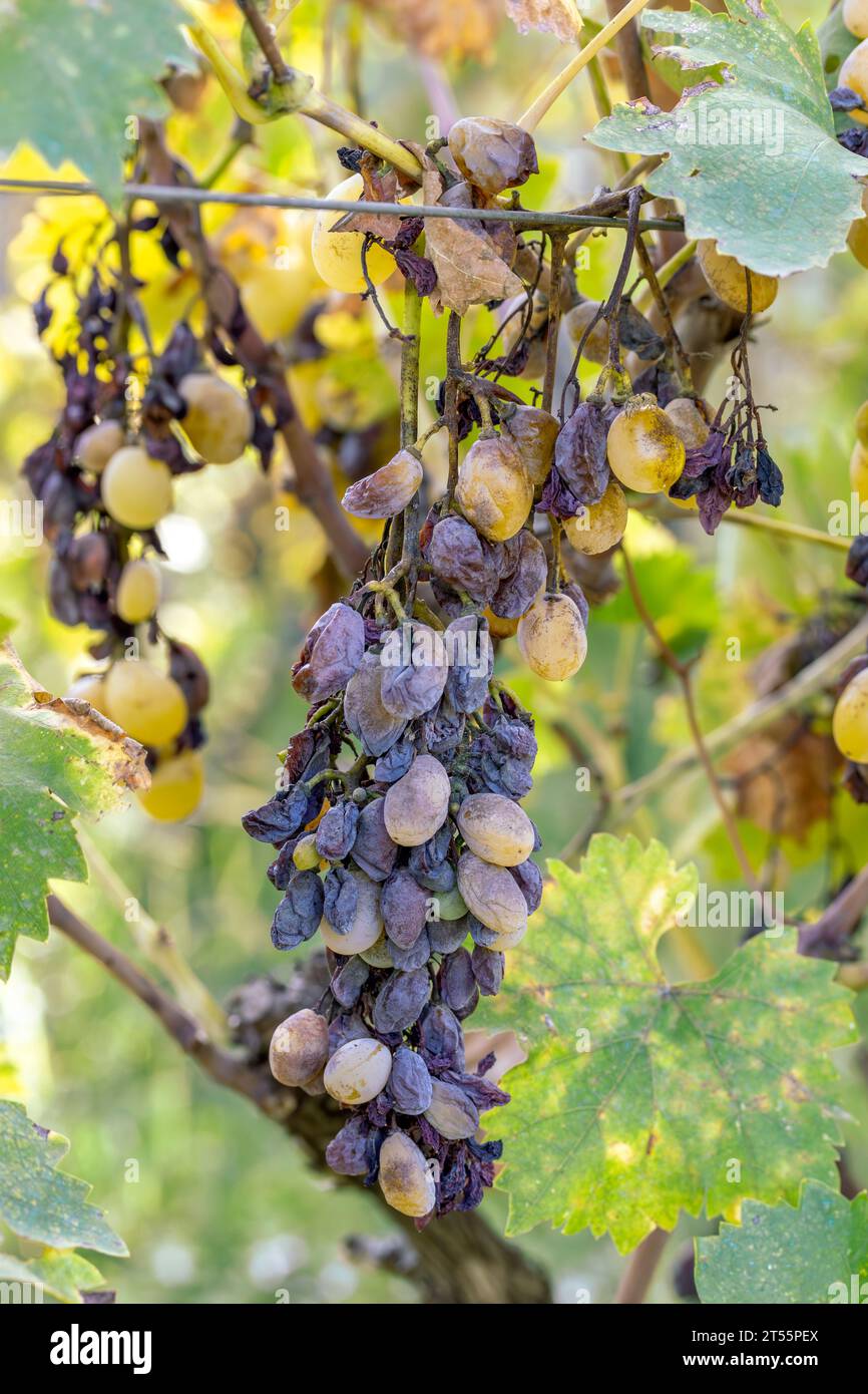 Grape bunch of Italia grapes affected by mildew Stock Photo - Alamy