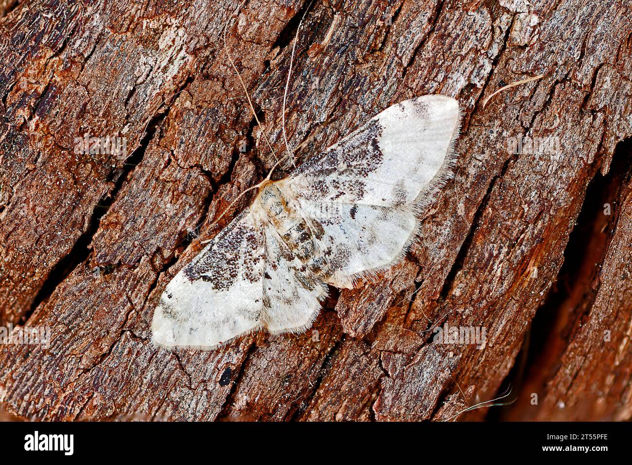 Wave moth (Idaea filicata) moth on wood, top view, Gers, France Stock ...