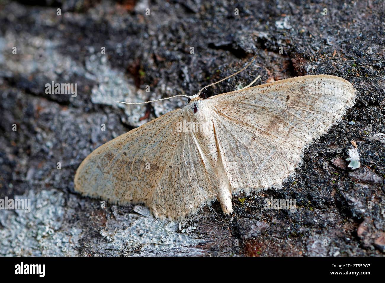 Plain wave (Idaea straminata), moth on wood, top view, wings open, Gers ...
