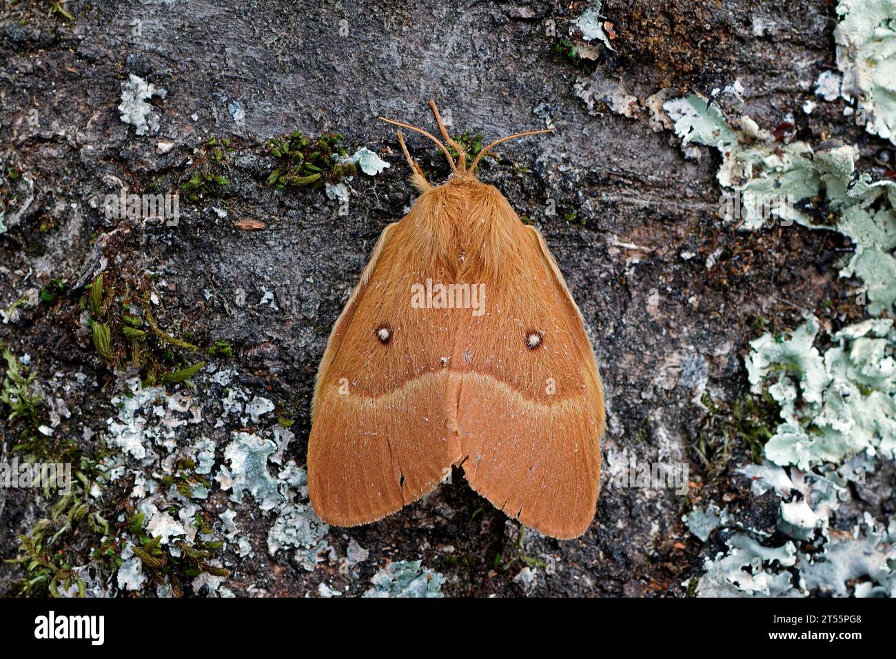 Drinker moth (Lasiocampa quercus) moth on wood, top view, Gers, France ...