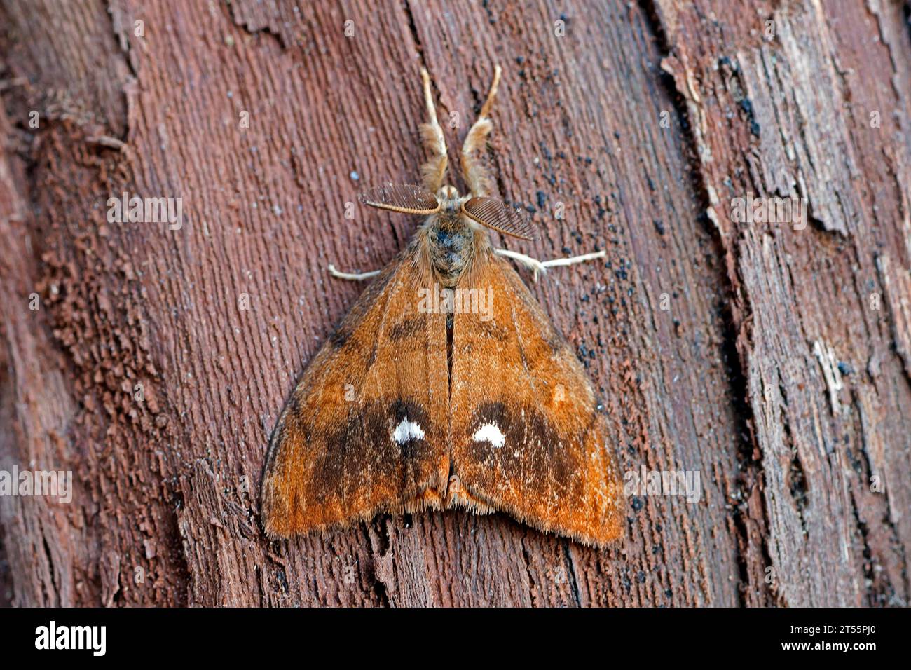 Rusty Tussock Moth (Orgyia antiqua), moth on wood, top view, Gers ...