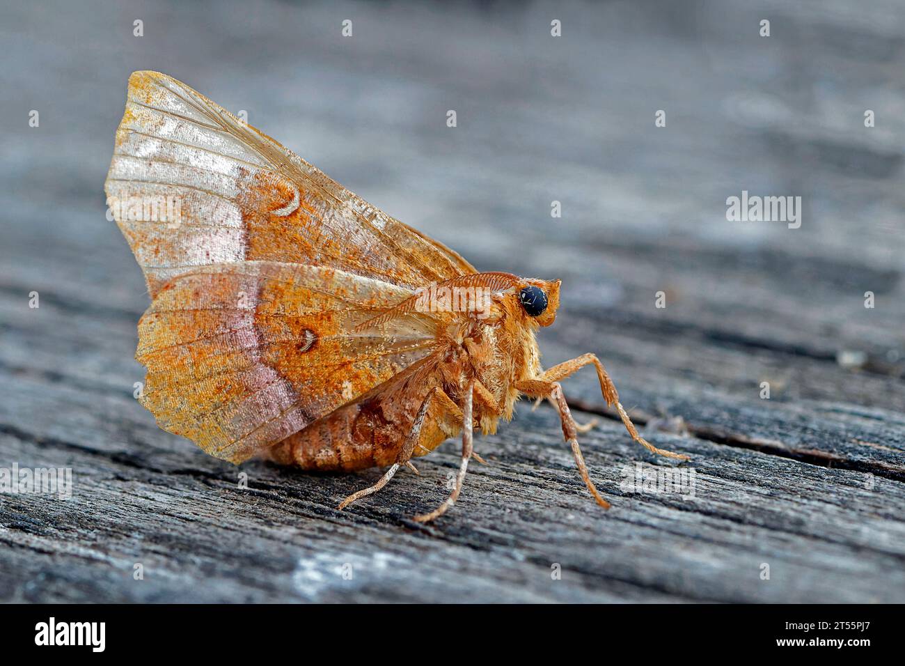 Purple Thorn (Selenia tetralunaria), Moth on wood, side view, Gers, France Stock Photo - Alamy