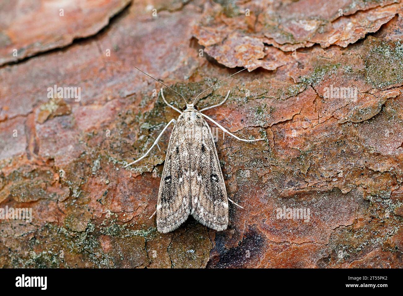 Ringed china-mark (Parapoynx stratoria), moth on wood, top view, Lot et ...
