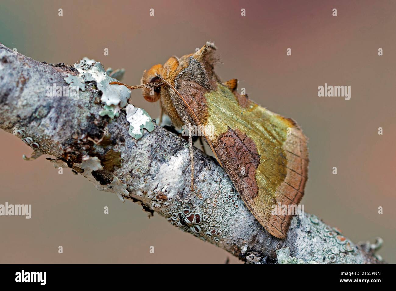 Tutts Burnished Brass (Diachrysia stenochrysis), moth on wood, side ...