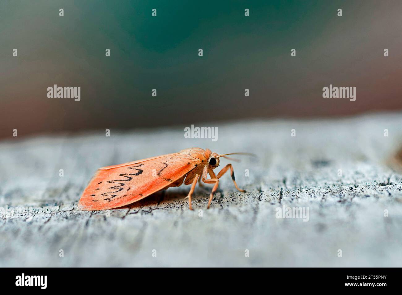Rosy footman (Miltochrista miniata), moth, side view, Gers, France ...