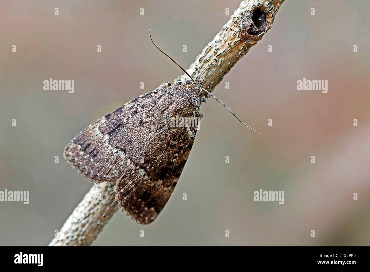 Copper Underwing (Amphipyra pyramidea) moth on wood, top view, Lot et Garonne, France Stock ...