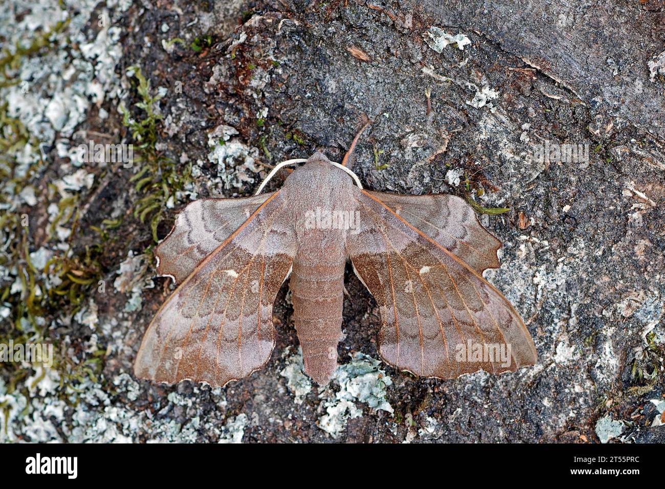 Aspen Hawk-moth (Laothoe populi), wood moth, top view, open wings, Gers ...