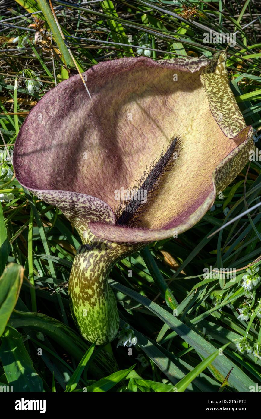 Dead horse arum lily (Helicodiceros muscivorus), Corsica. This "corpse ...