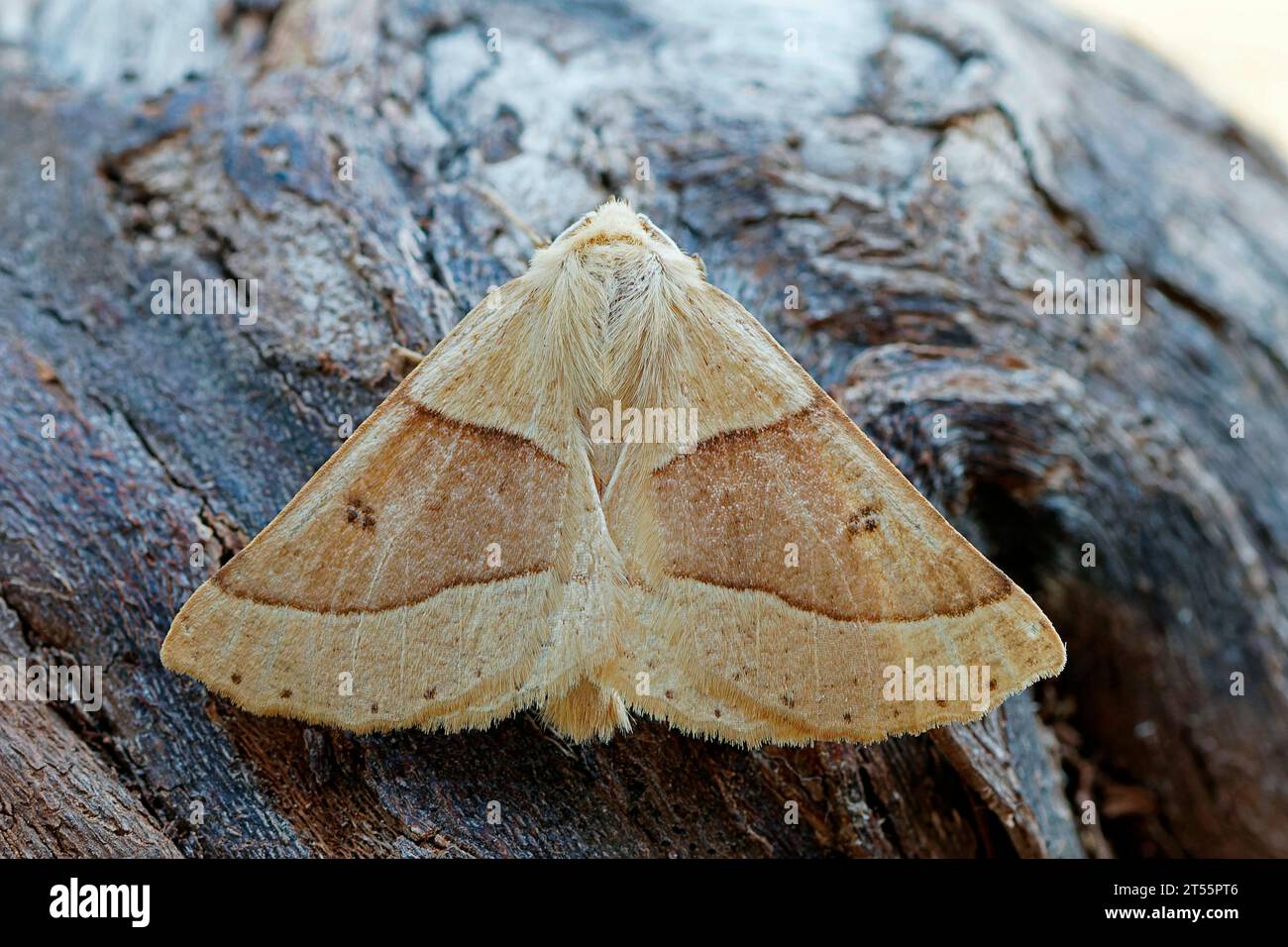 Scalloped oak (Crocallis elinguaria), wood moth, top view, Gers, France ...