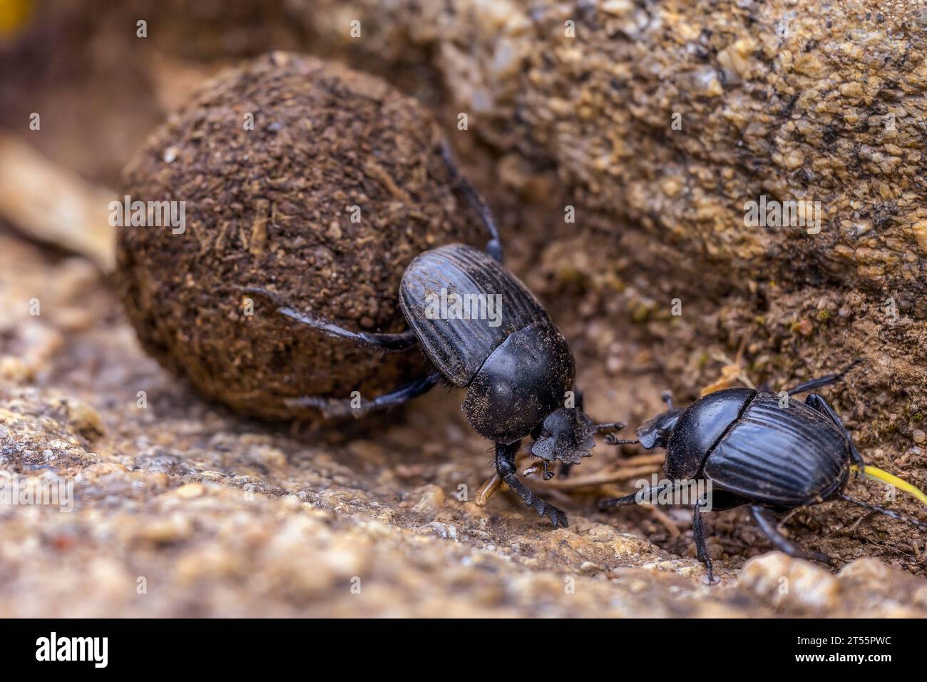Dung beetle (Scarabaeus laticollis) pushing its ball, Corsica. Dung ...