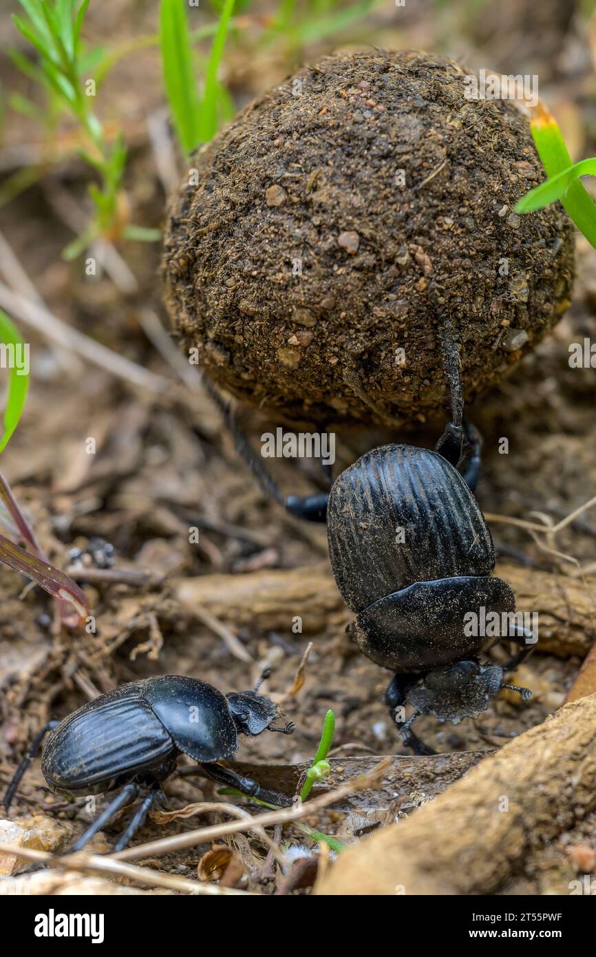 Dung beetle (Scarabaeus laticollis) pushing its ball, Corsica. Dung ...