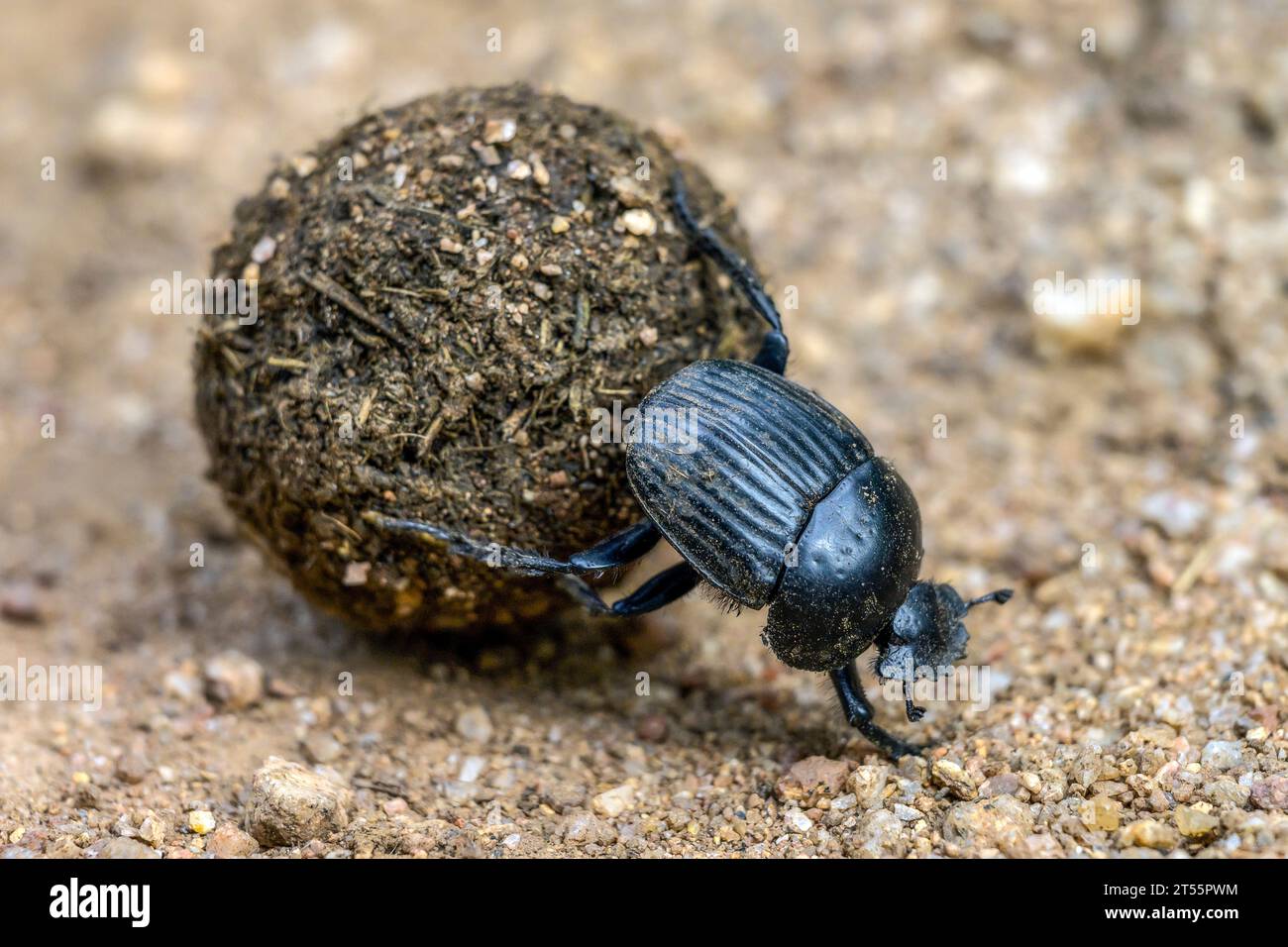Dung beetle (Scarabaeus laticollis) pushing its ball, Corsica. Dung ...