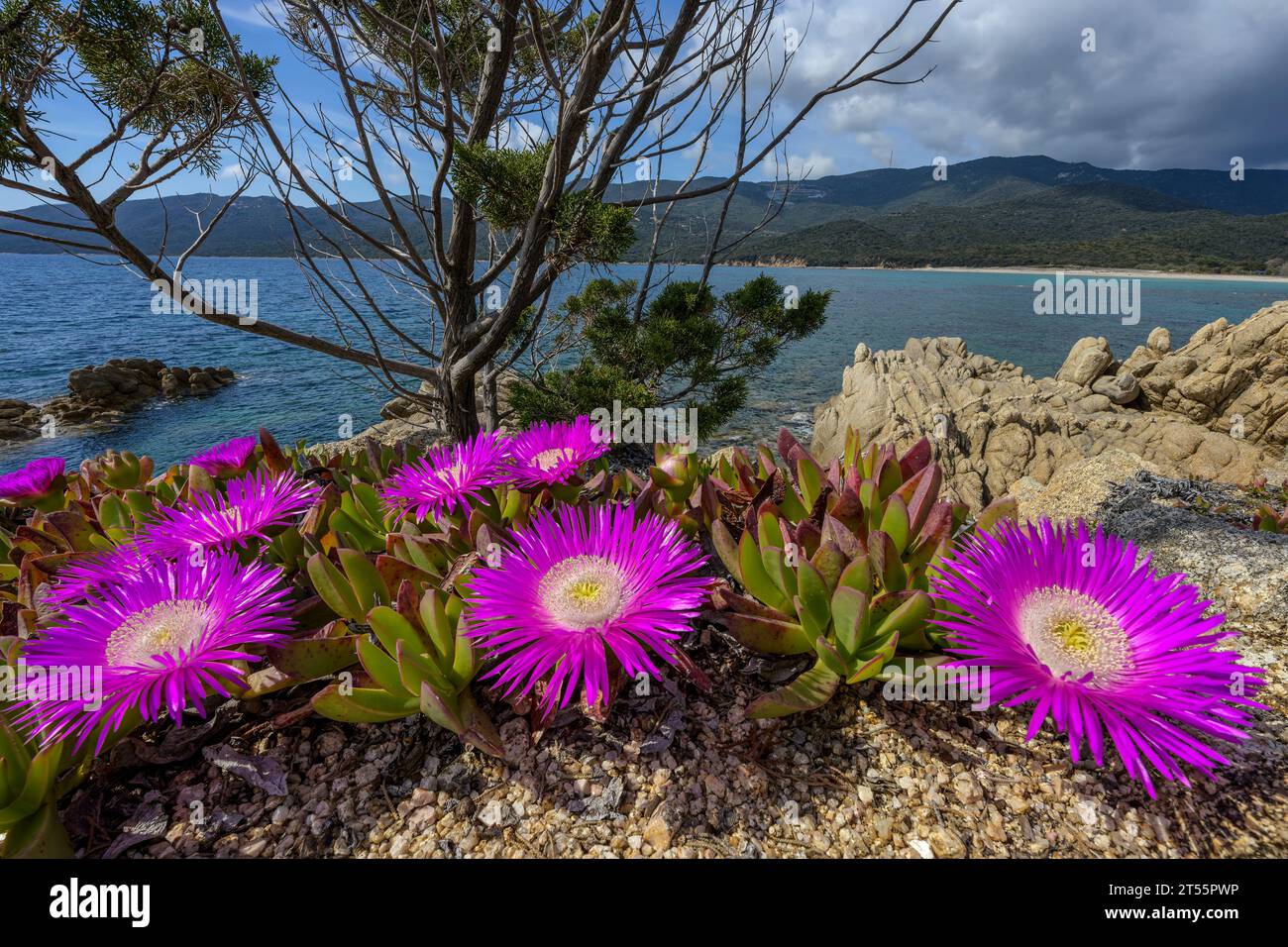 Hottentot fig (Carpobrotus edulis) in Corsica. Carpobrotus edulis is a ...