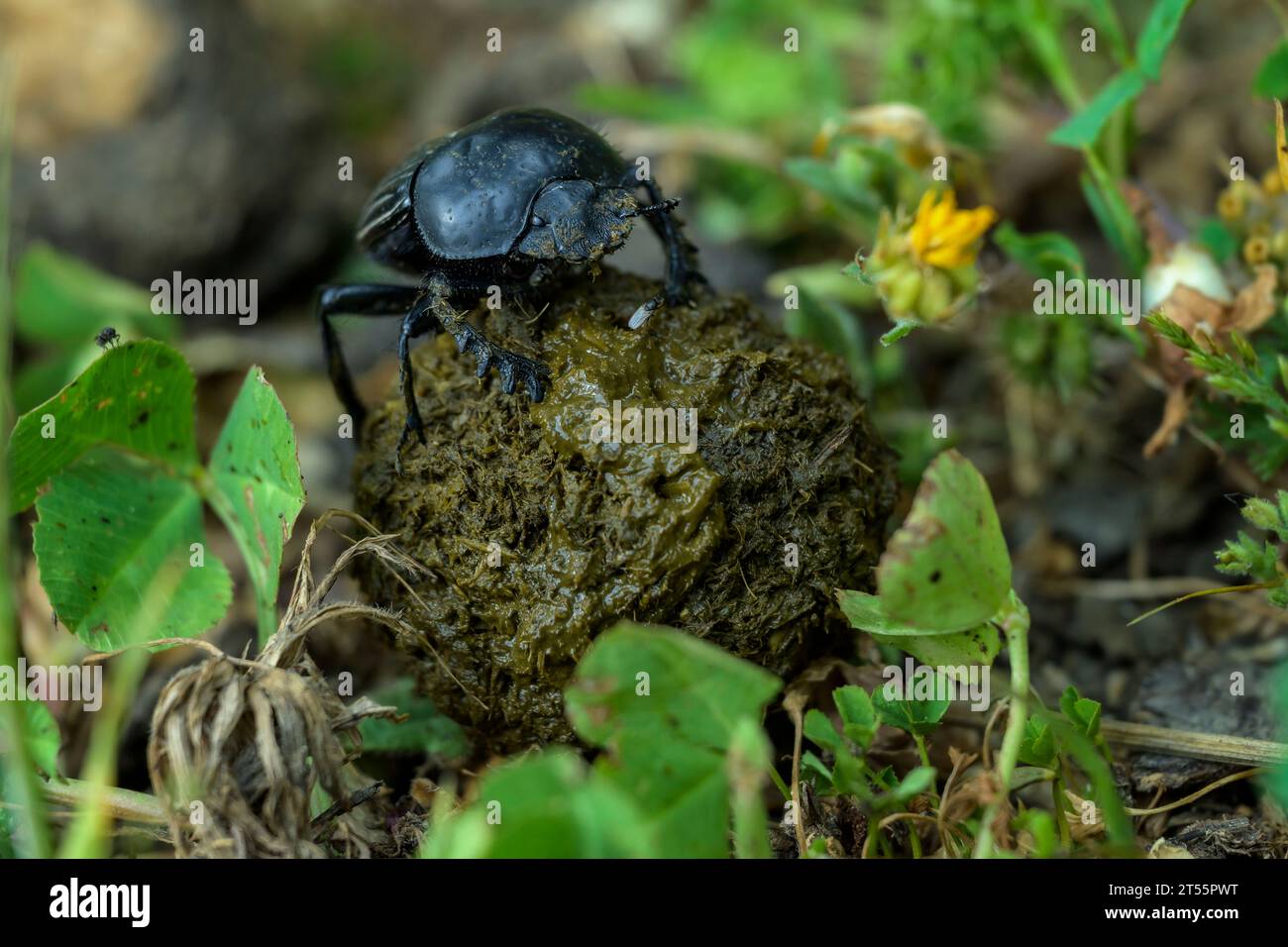 Dung beetle (Scarabaeus laticollis) pushing its ball, Corsica. Dung ...