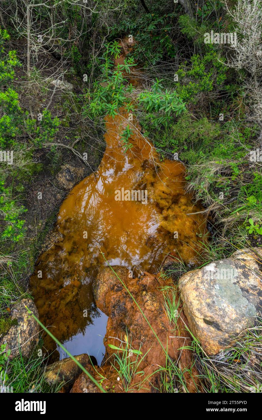 Ferric bacteria in a spring. Precipitation of dissolved iron into ...