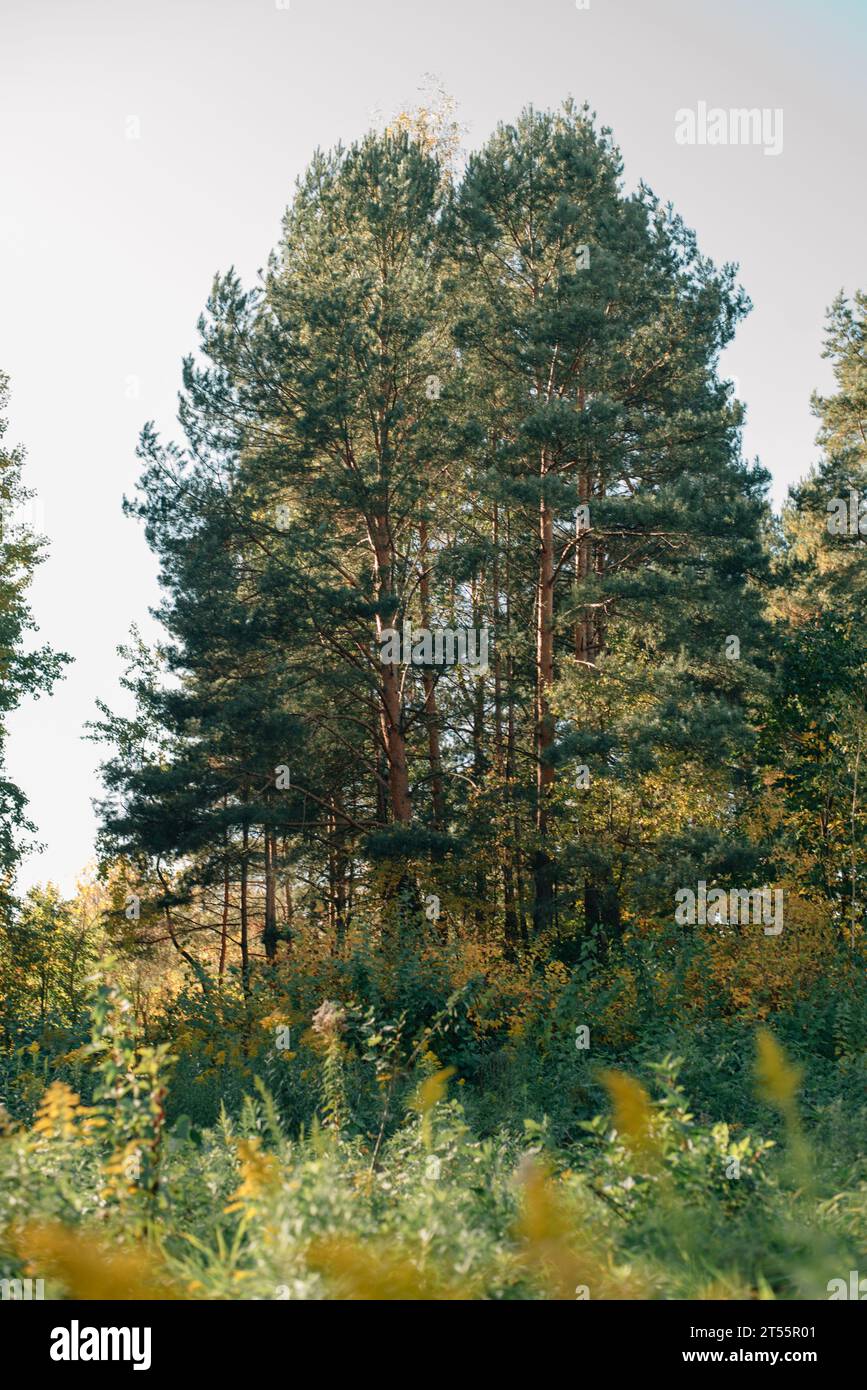 Two pine trees stand hi-res stock photography and images - Alamy