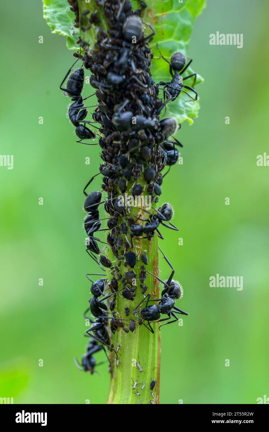 Black ants and their herd of aphids. Ants are fond of honeydew. They ...