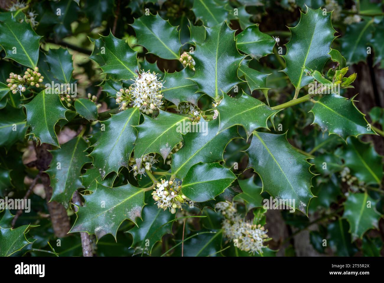 Male holly (Ilex aquifolium) in bloom, Corsica Stock Photo - Alamy