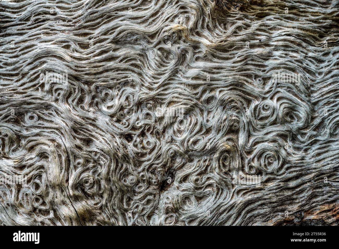 Graphics on the wood surface of a dead wild olive tree (Olea europaea ...