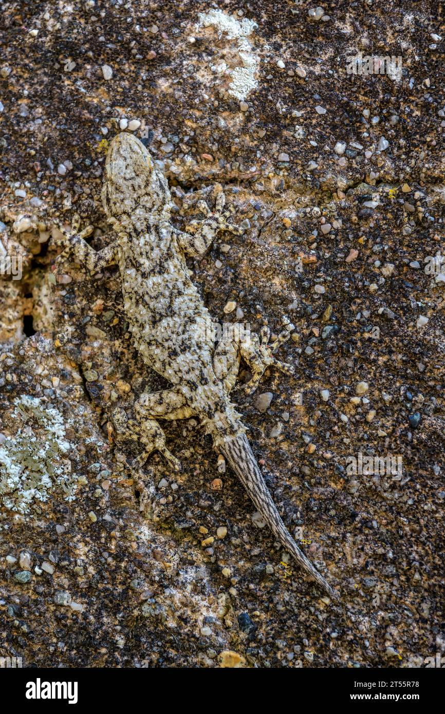 Moorish gecko (Tarentola mauritanica) on a rock, Meria, Cap Corse ...