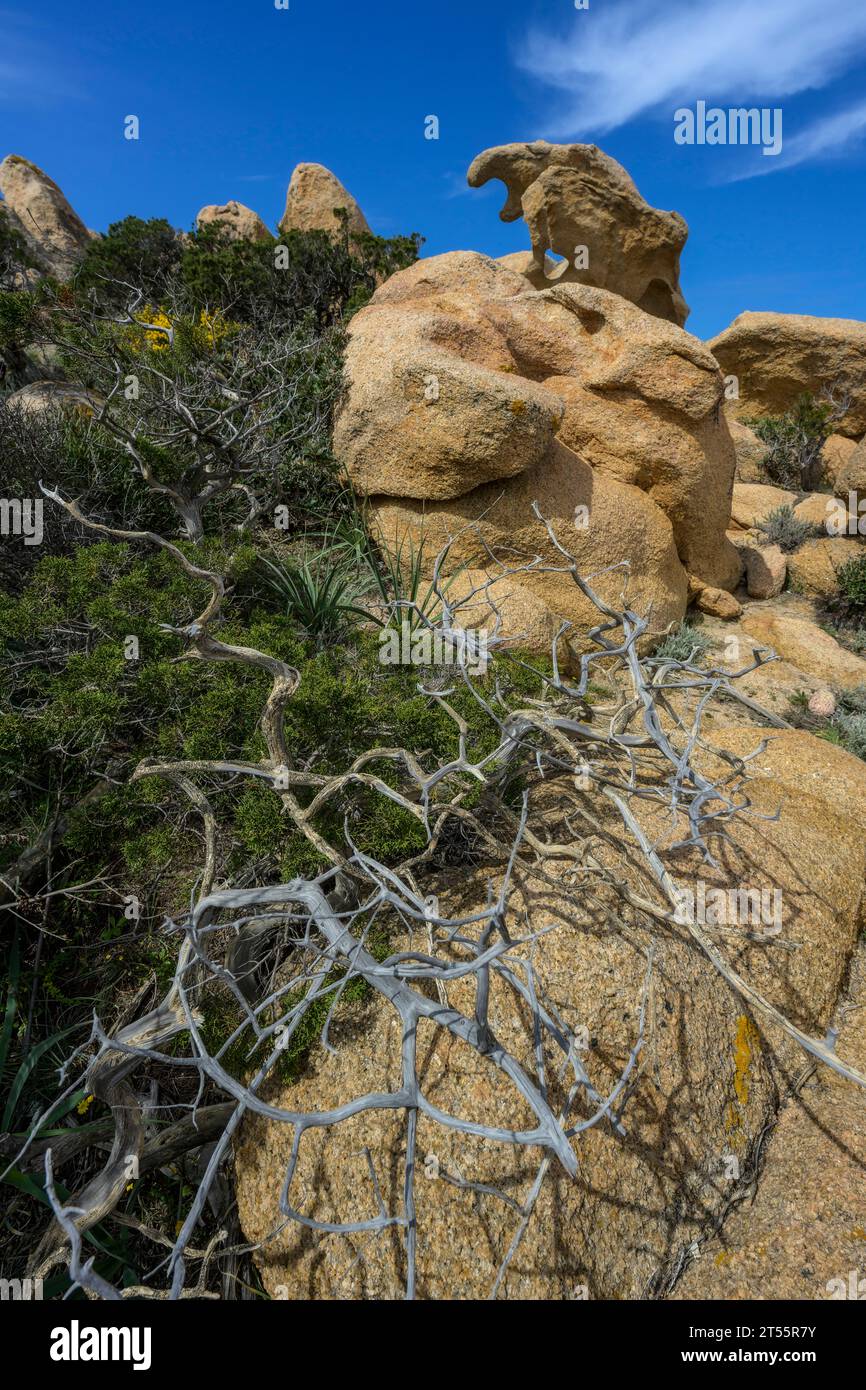 Leucocratic granites sculpted by marine erosion in southern Corsica ...