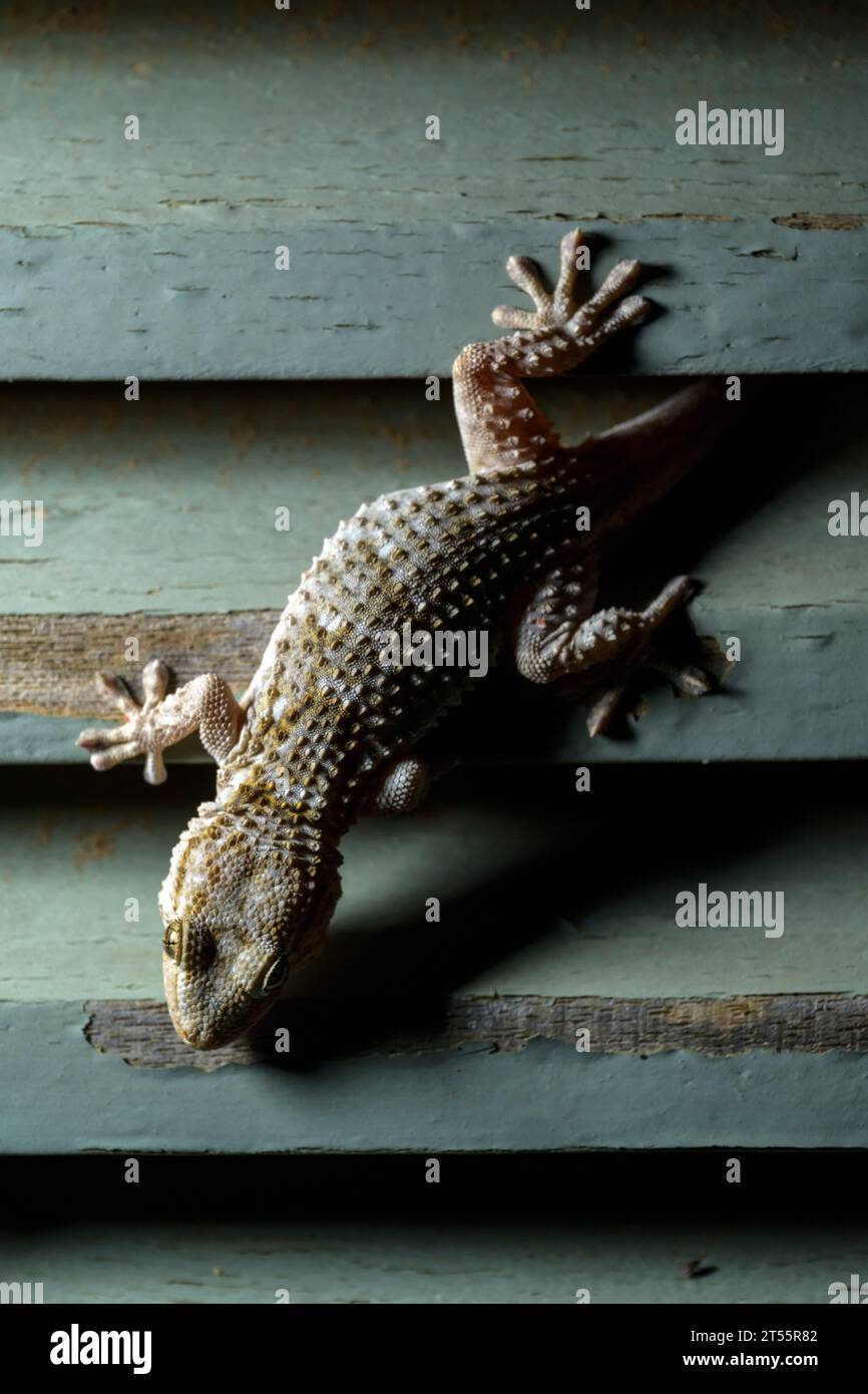 Moorish gecko (Tarentola mauritanica) on a shutter, Meria, Cap Corse ...