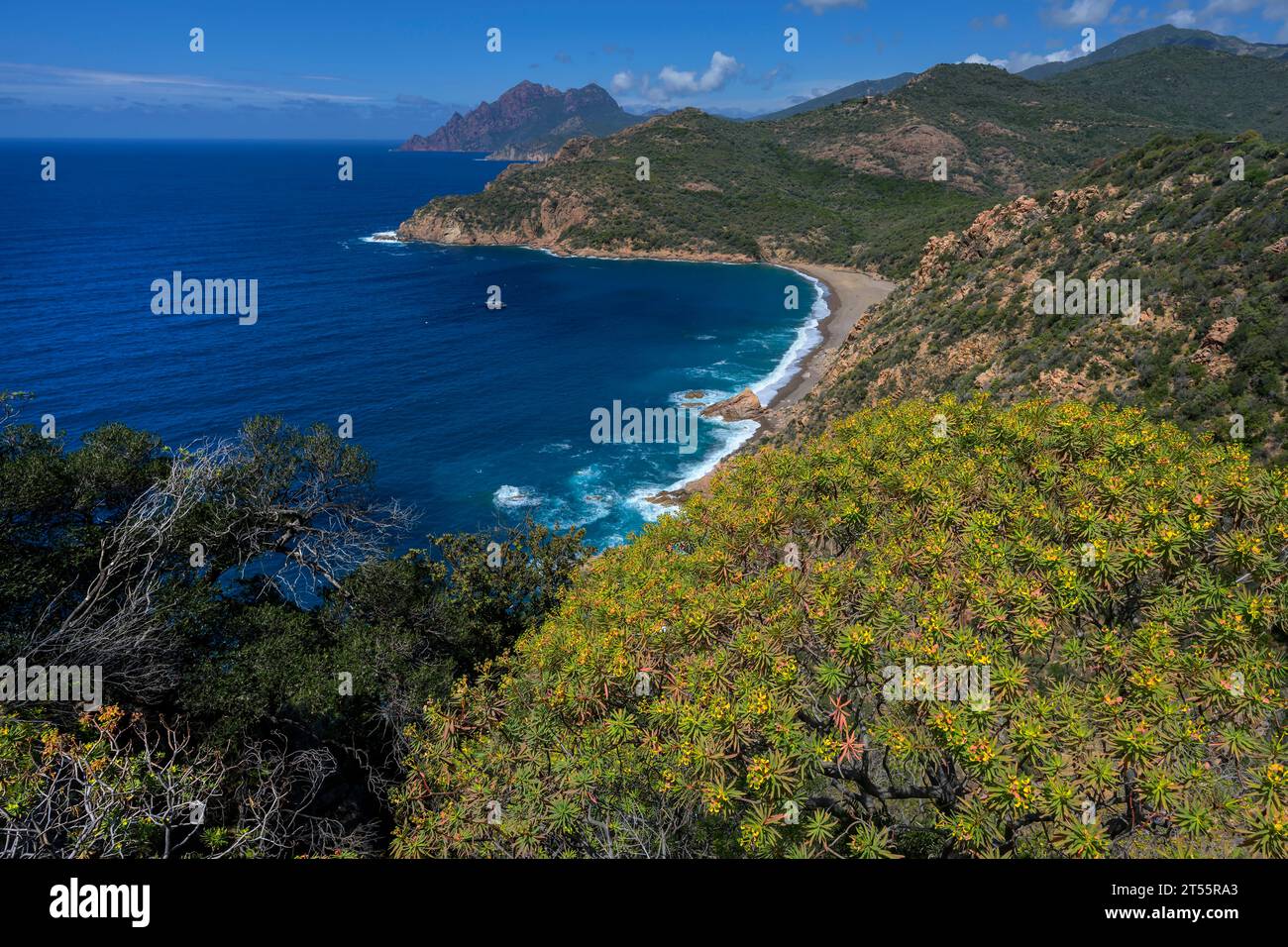 Tree spurge (Euphorbia dendroides) in the Gulf of Porto, Corsica Stock ...