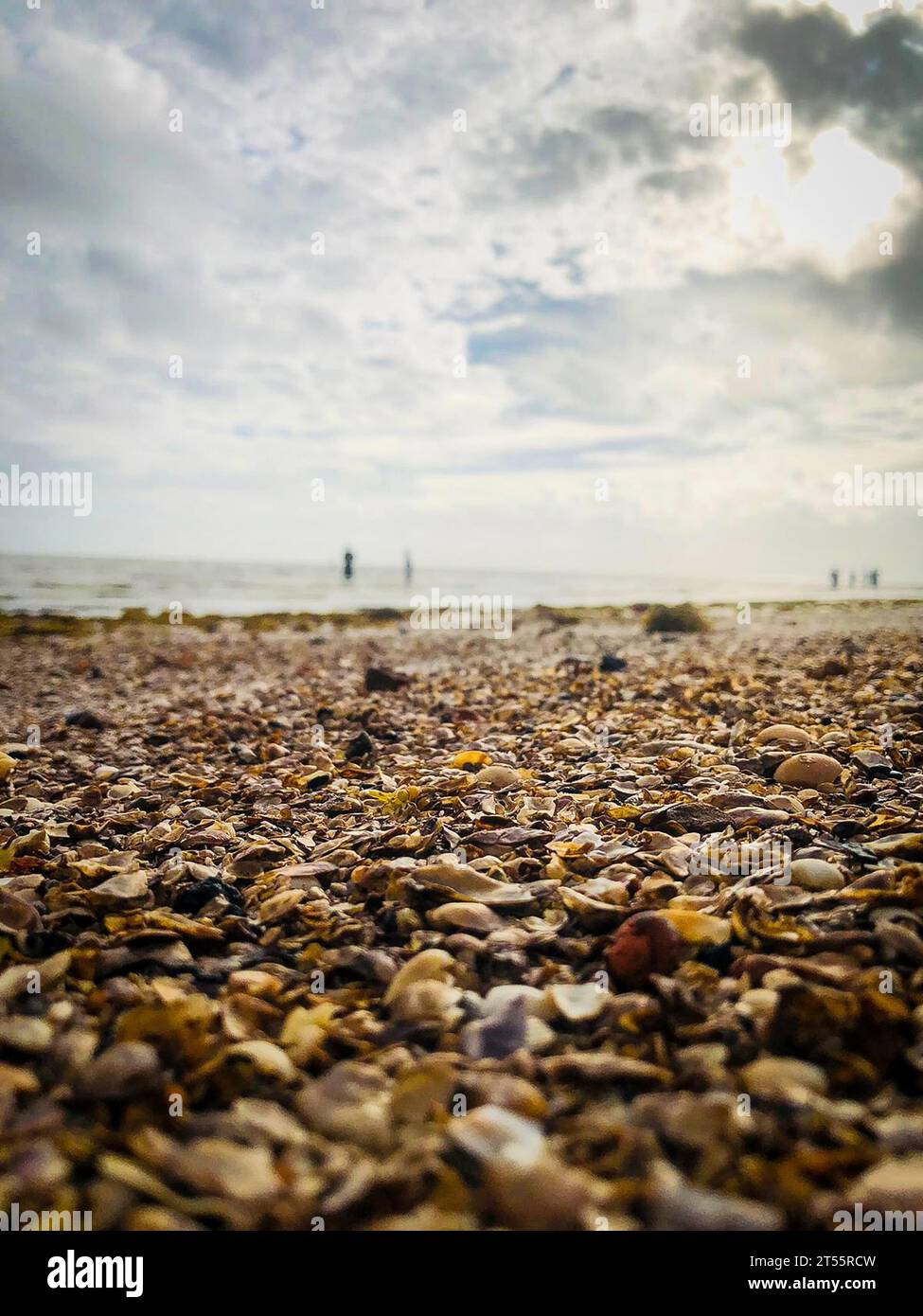 A tranquil beach scene featuring an array of colorful shells and ...