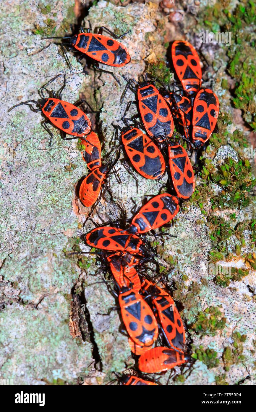Fire bugs (Pyrrhocoris apterus), Drome, France Stock Photo - Alamy