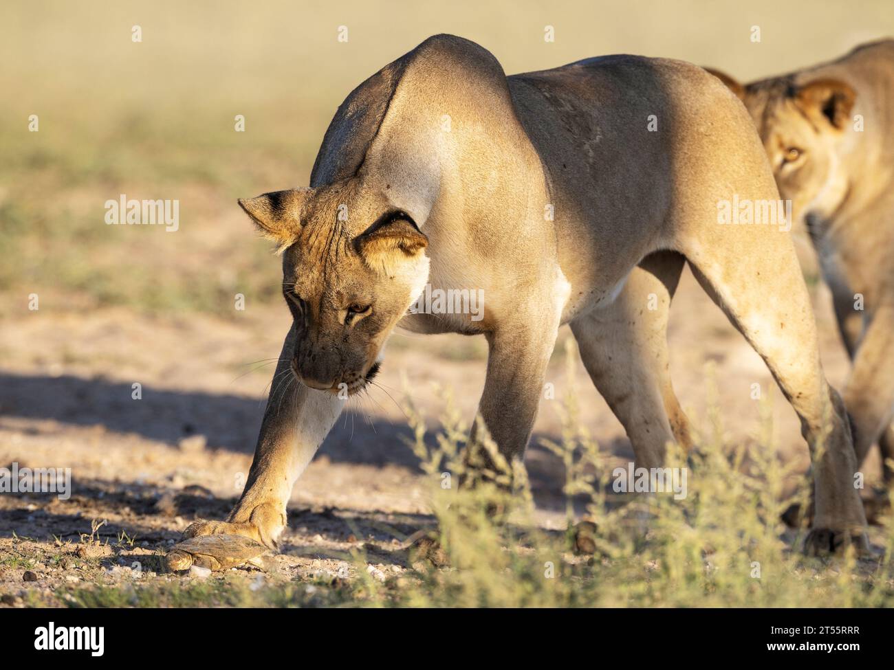 Lion (Panthera leo). Female. Playing around with a frightened Marsh or Helmeted Terrapin ...