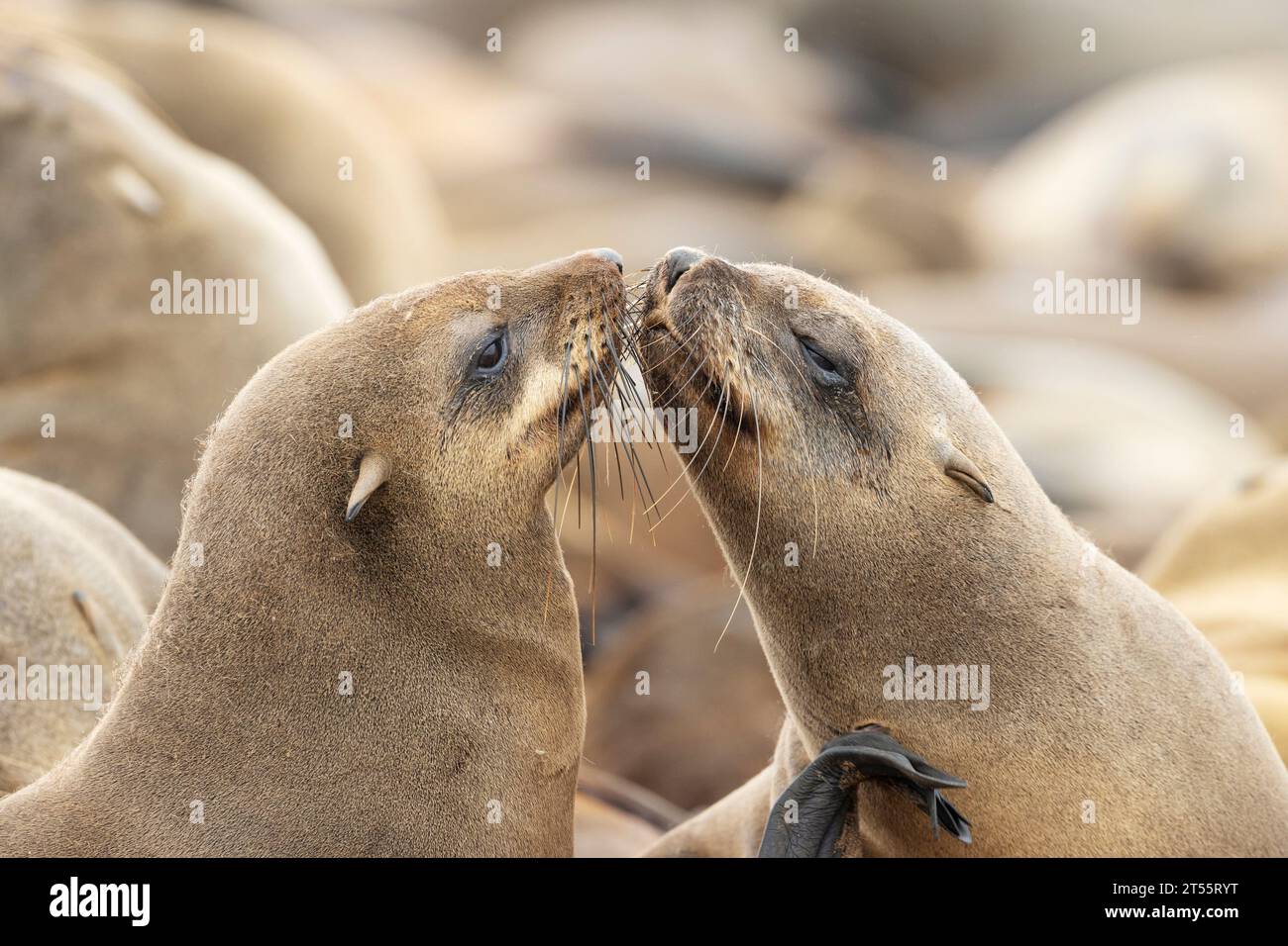 Cape Fur Seal (Arctocephalus pusillus). Social contact. Cape Cross Seal Reserve, Skeleton Coast ...
